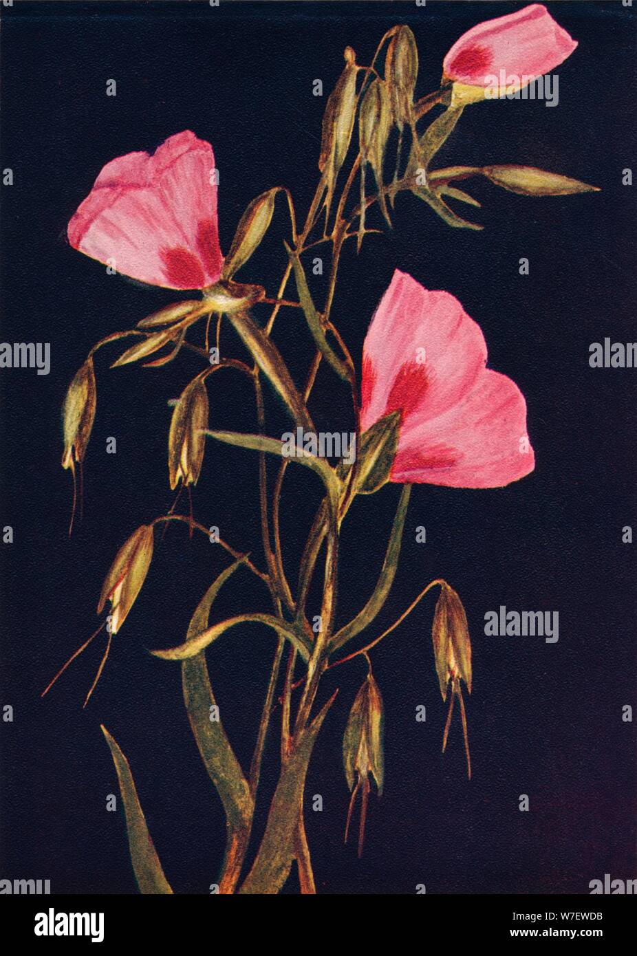 'Farewell to Spring', c1915, (1915). Artist: Emma Graham Clock Stock ...