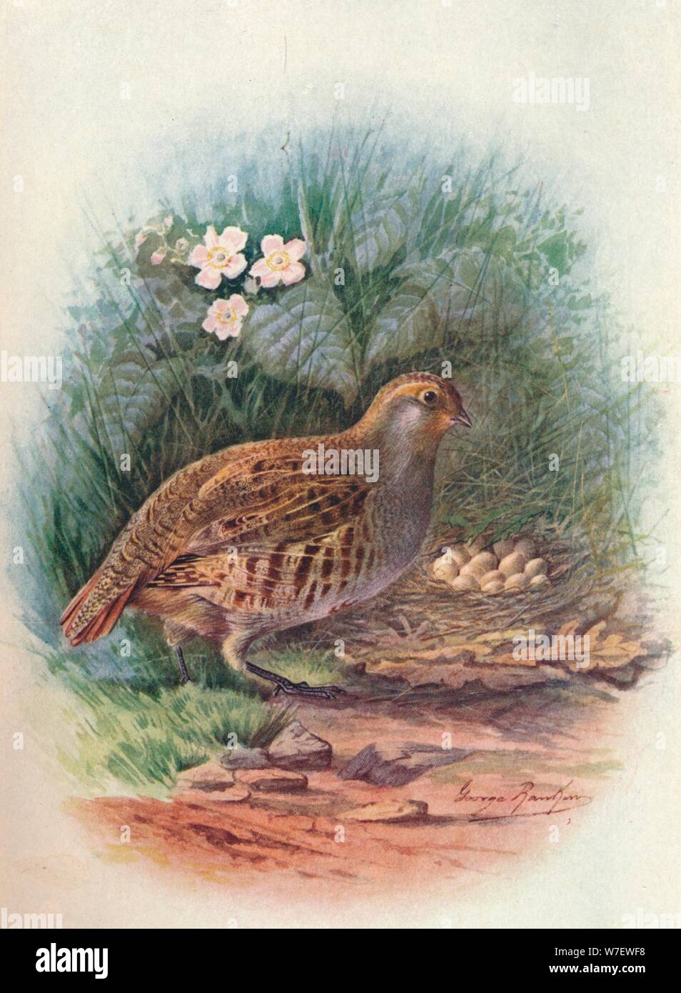 Robert partridge hi-res stock photography and images - Alamy