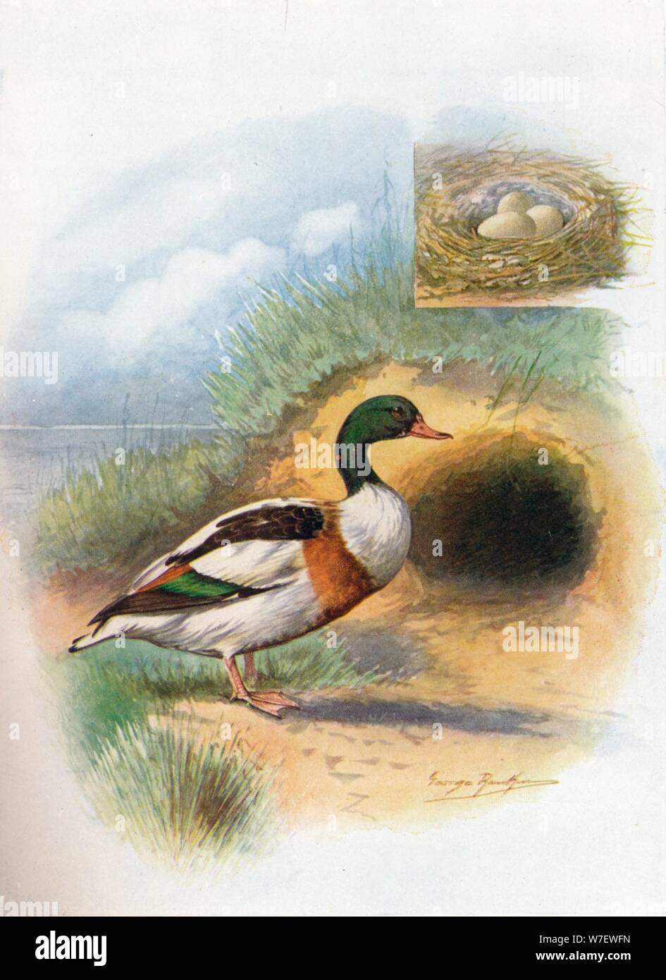 Coastal birds of britain hi-res stock photography and images - Alamy