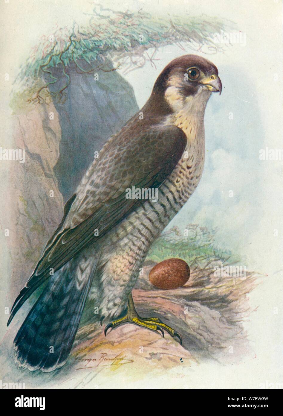George and falcon hi-res stock photography and images - Alamy