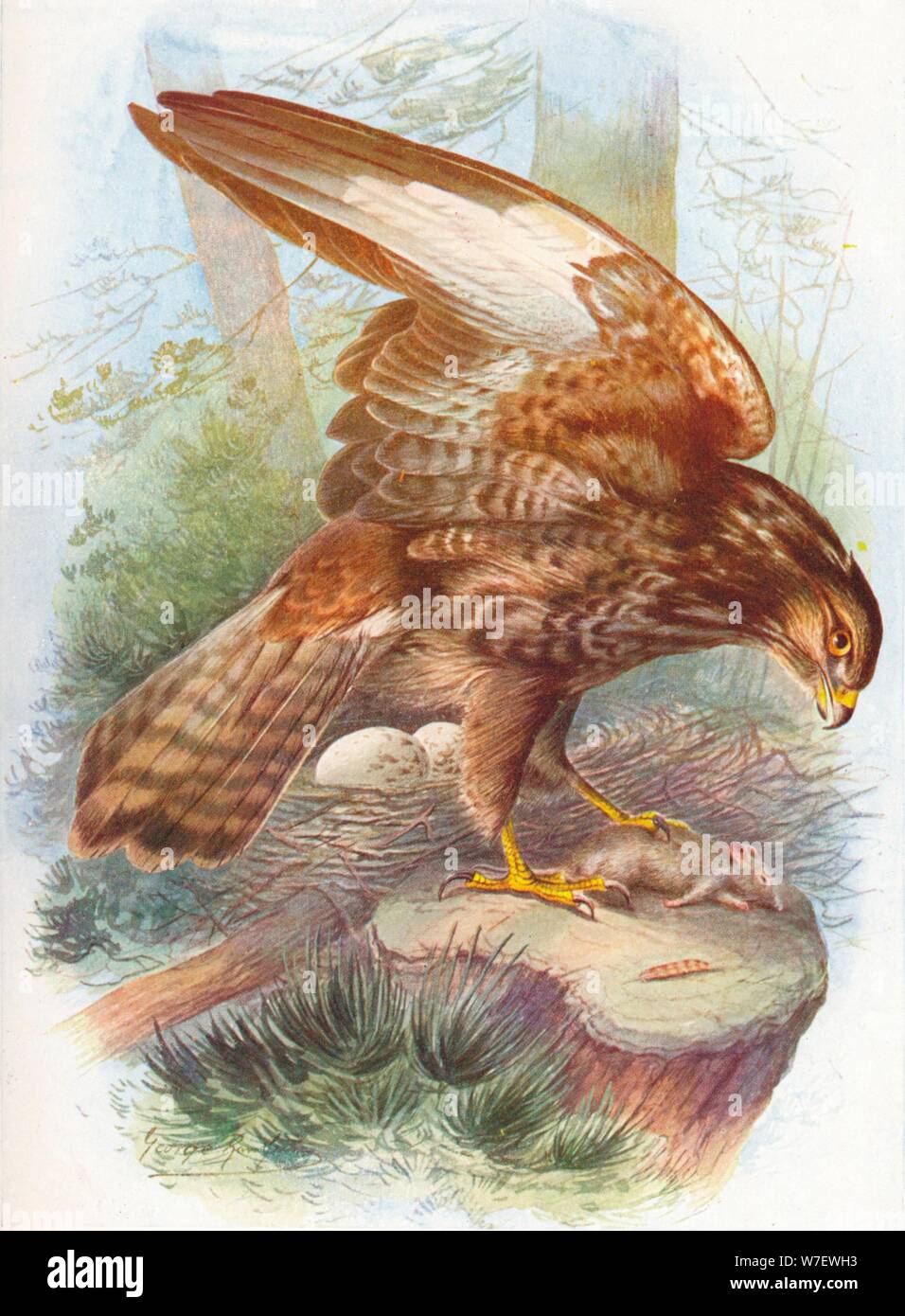 Buteo buteo common buzzard nest hi-res stock photography and images - Alamy