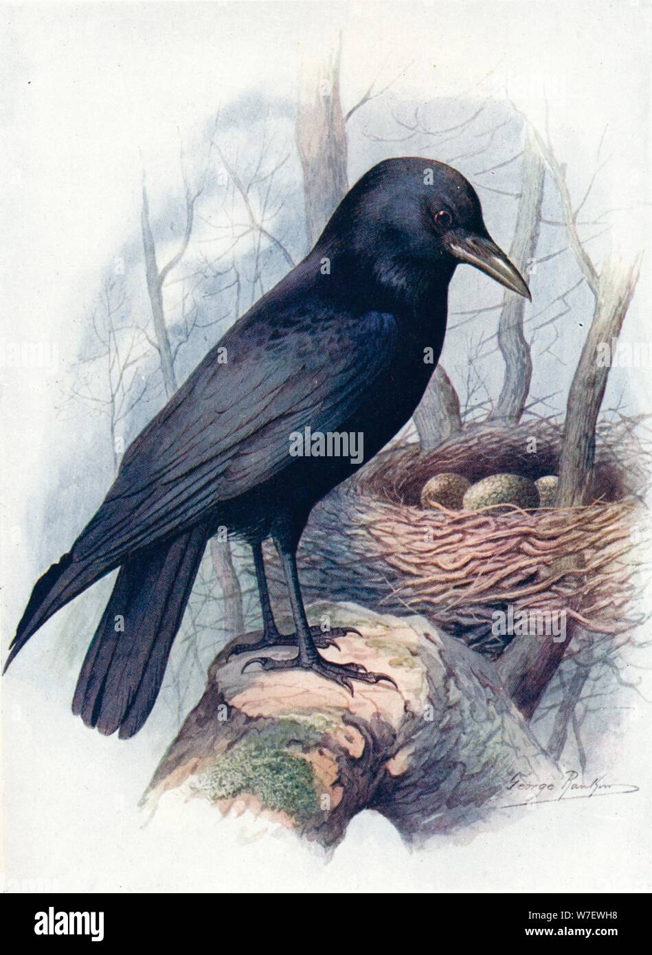 Carrion crow egg hi-res stock photography and images - Alamy