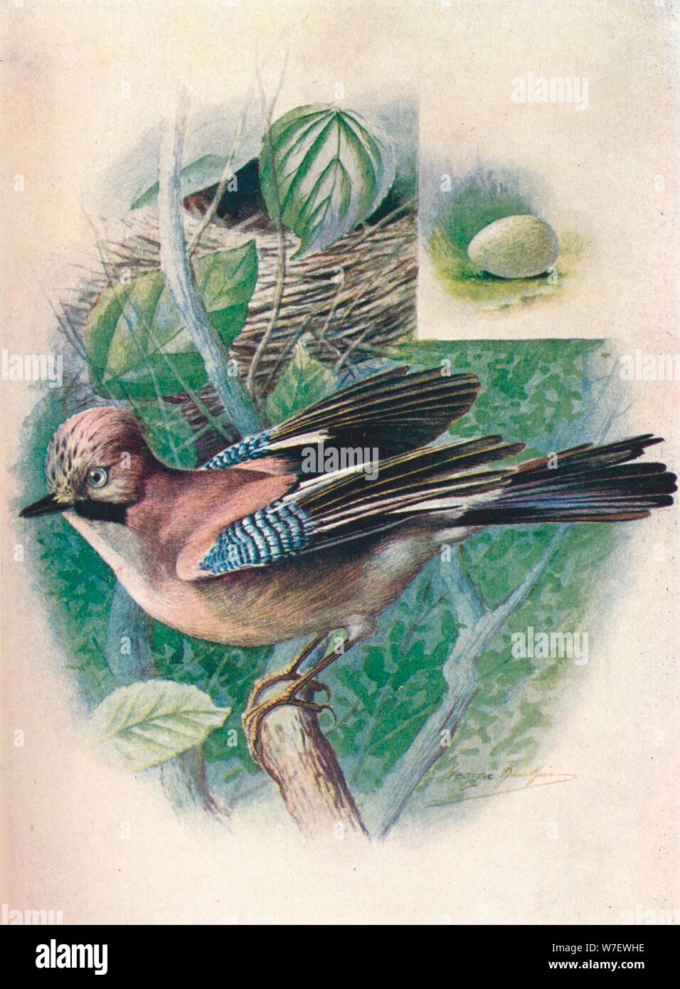 'Jay- Gar'rulus glanda'rius', c1910, (1910). Artist: George James ...