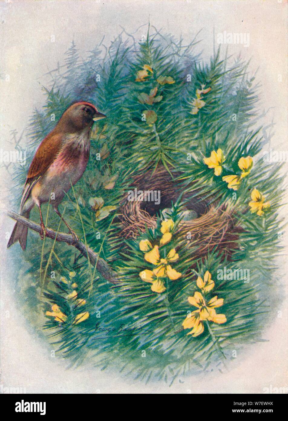 'Linnet - Lino'ta cannab'ina', c1910, (1910). Artist: George James ...