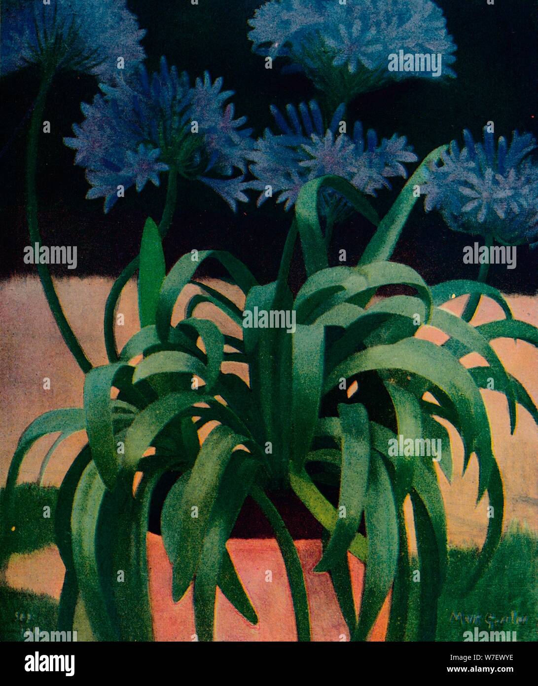 'Agapanthus', 1914, (c1932). Artist: Mark Gertler Stock Photo - Alamy