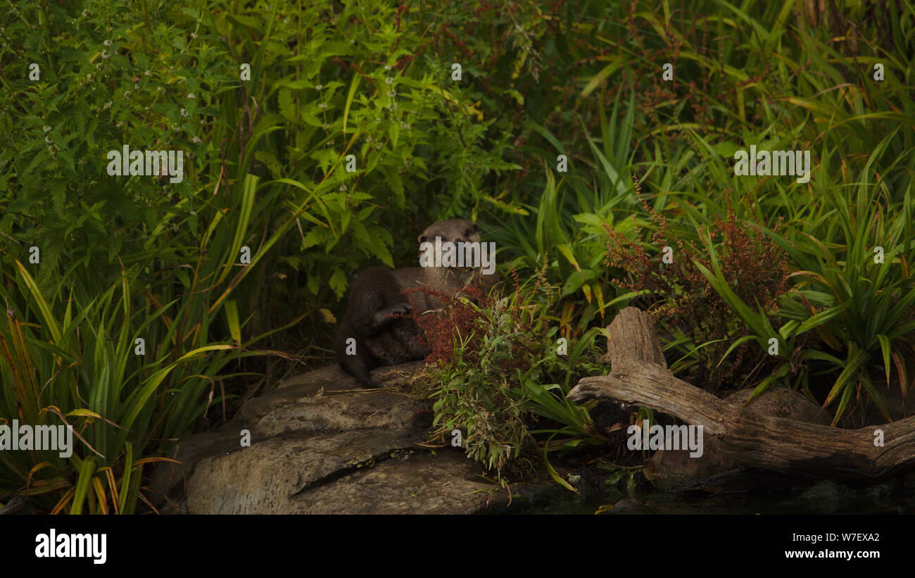 London WWT Wetland Centre animals Stock Photo - Alamy