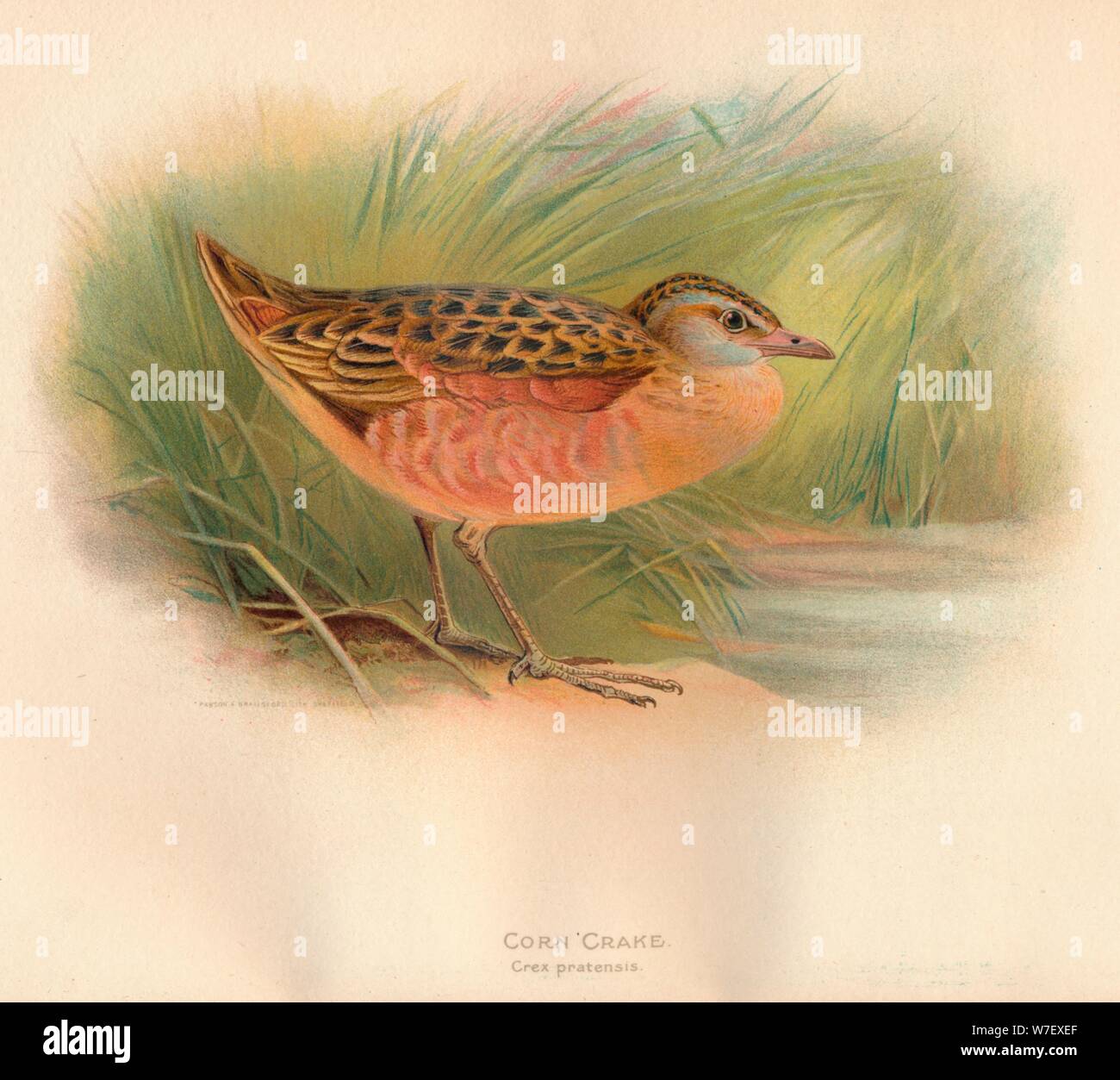 'Corn Crake (Crex pratensis)', 1900, (1900). Artist: Charles Whymper ...