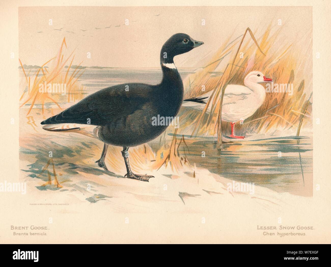 Charles brent hi-res stock photography and images - Alamy
