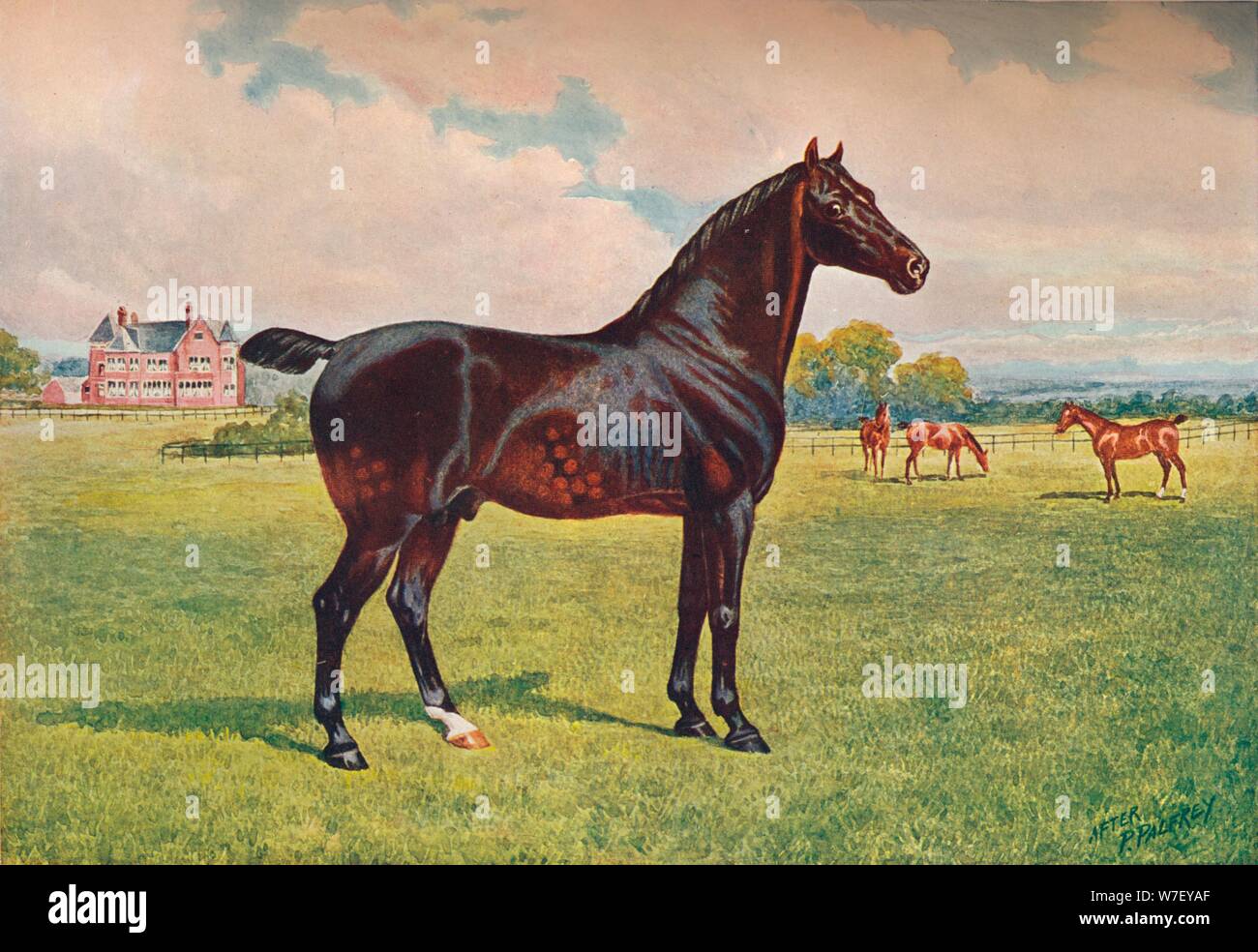 Hackney Pony stallion Berkeley Model, c1900 (c1910). Artist: Henry ...