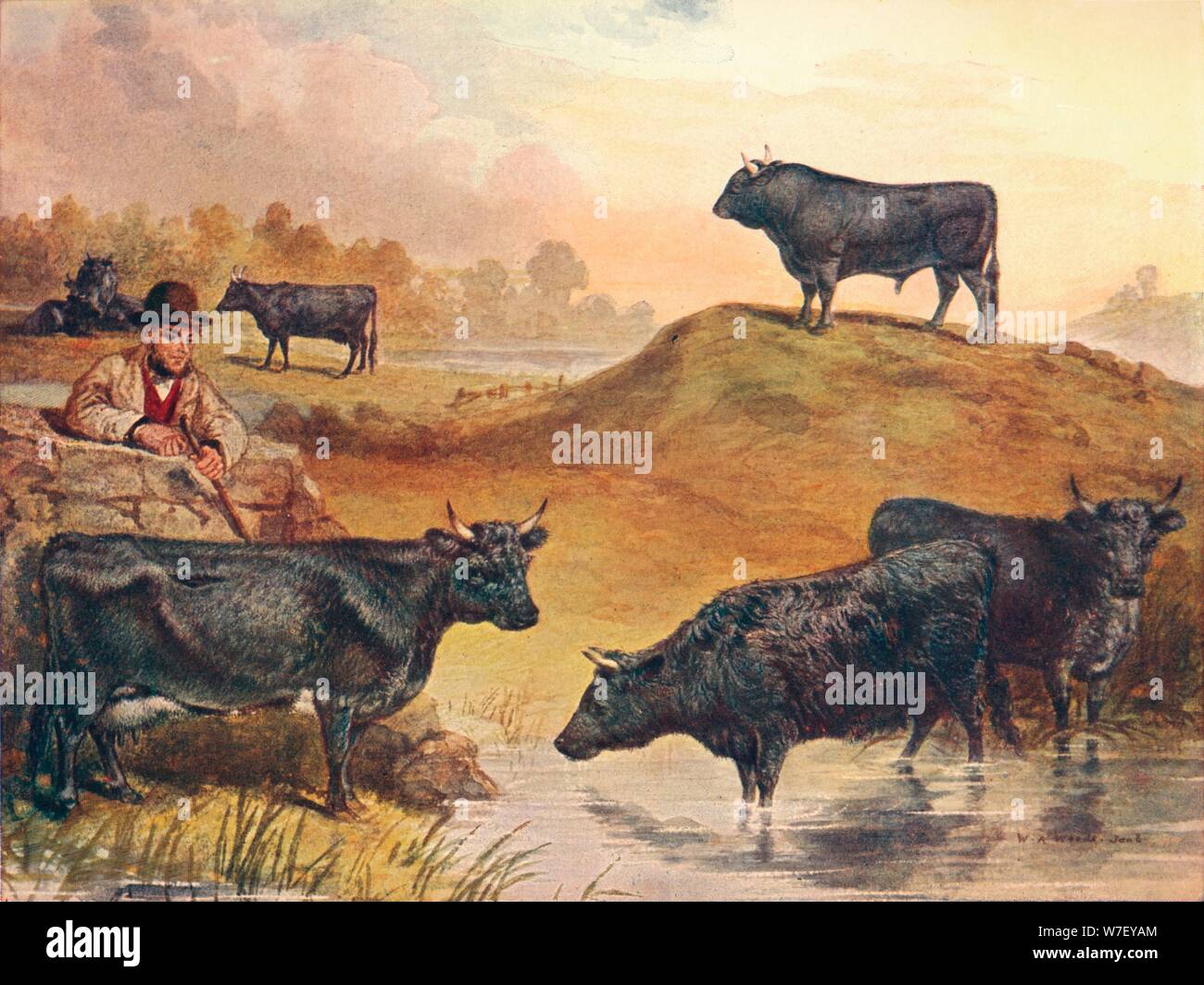 Animal agriculture 1900s hi-res stock photography and images - Alamy
