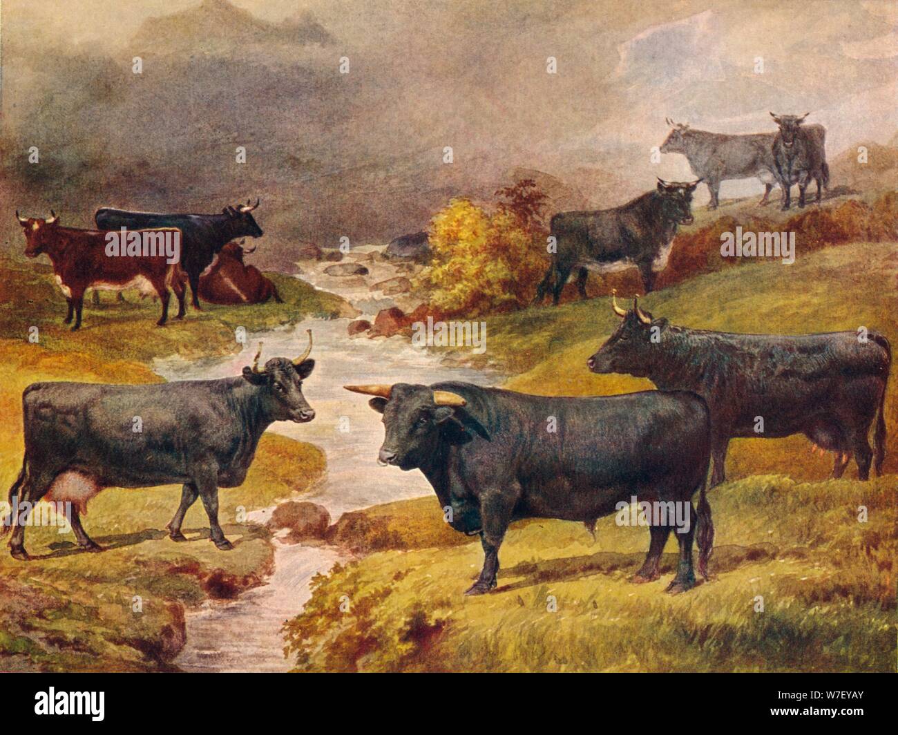 Welsh Black cattle, c1906 (c1910). Artist: Unknown Stock Photo - Alamy