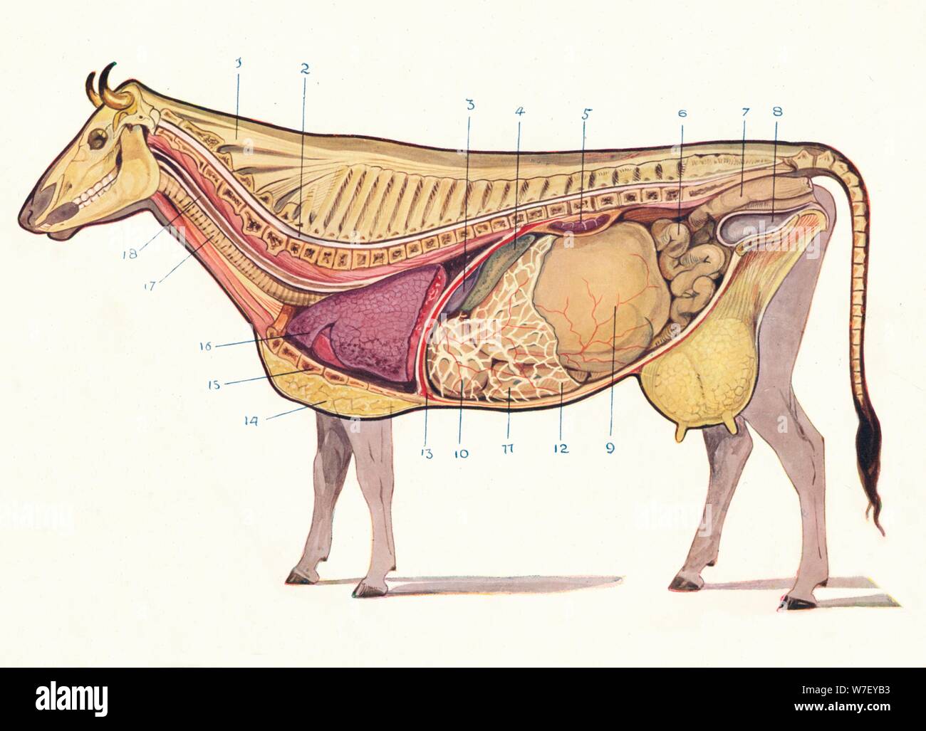 Cattle Digestive System Diagram