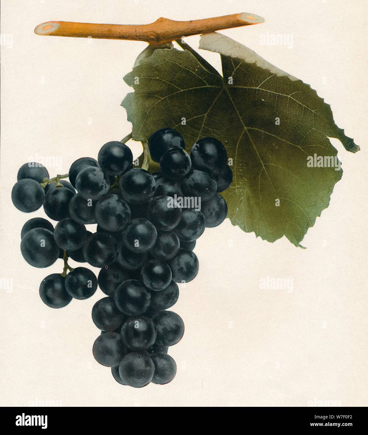 Isabella grapes hi-res stock photography and images - Alamy