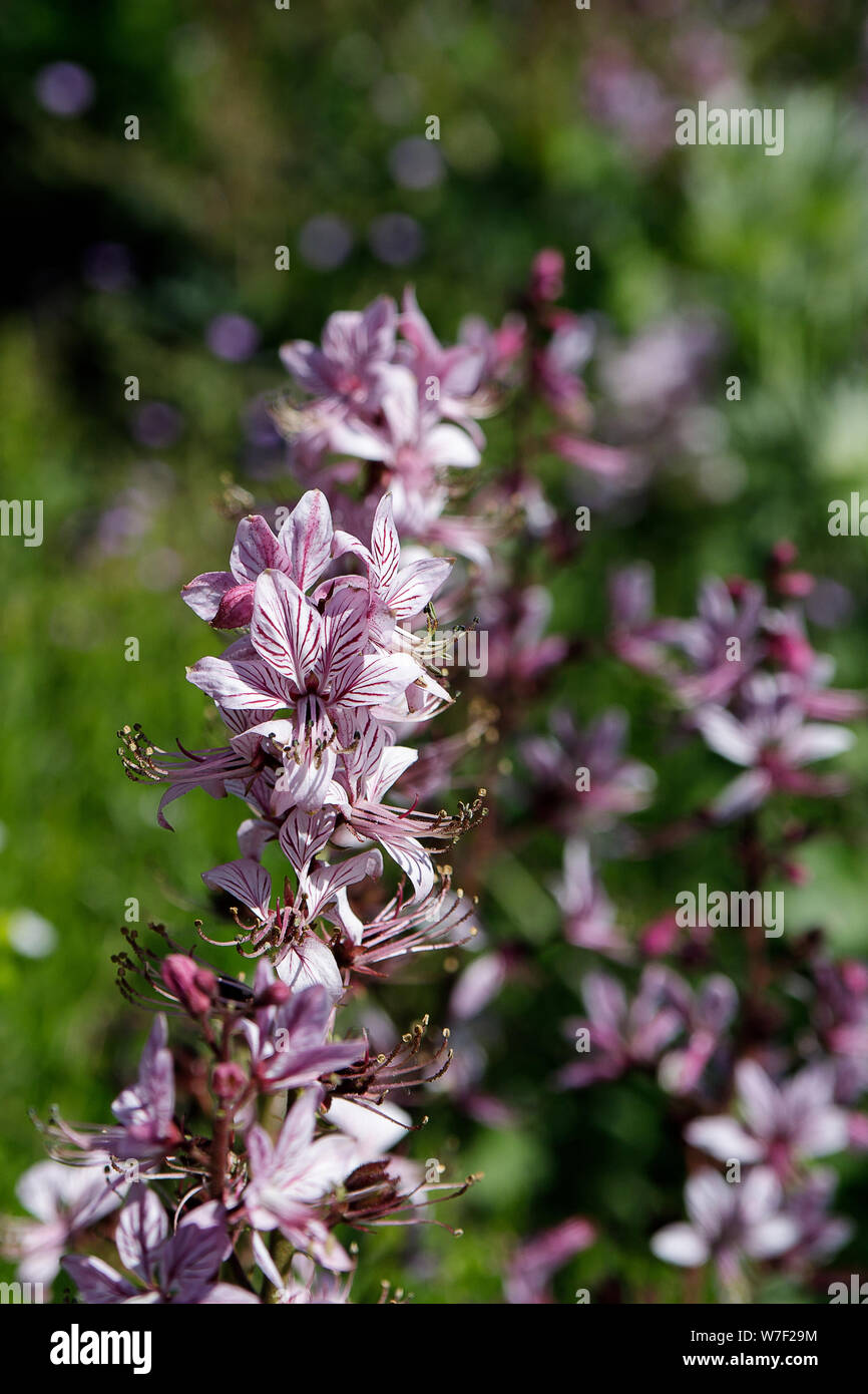 Pink veined flowers of wild plant Diptam Dictamnus albus or Burning ...