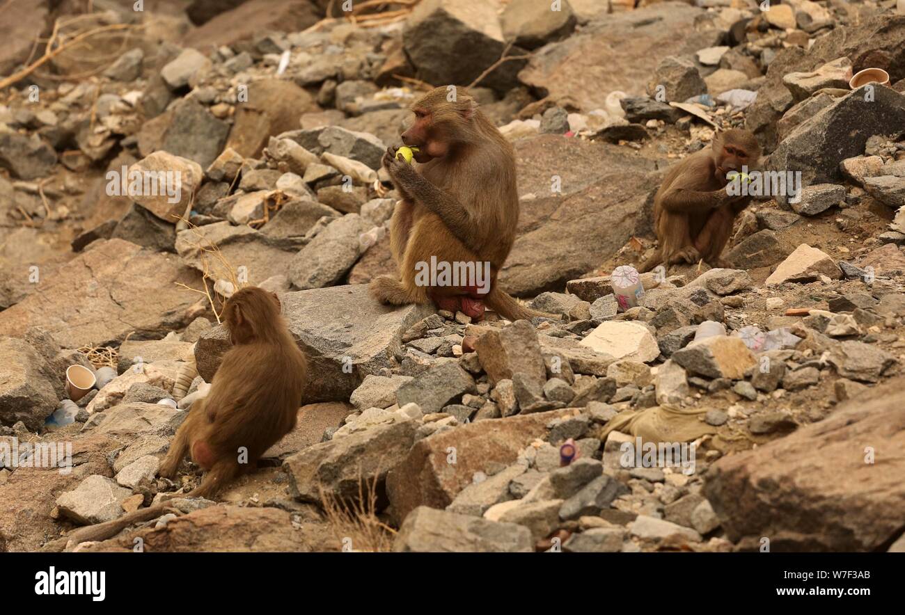 Mecca, Mecca, Saudi Arabia. 6th Aug, 2019. Desert monkeys gather at ...