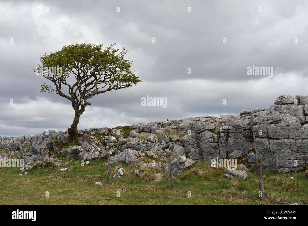 Solitary Tree on a Limestone Wall Stock Photo - Alamy