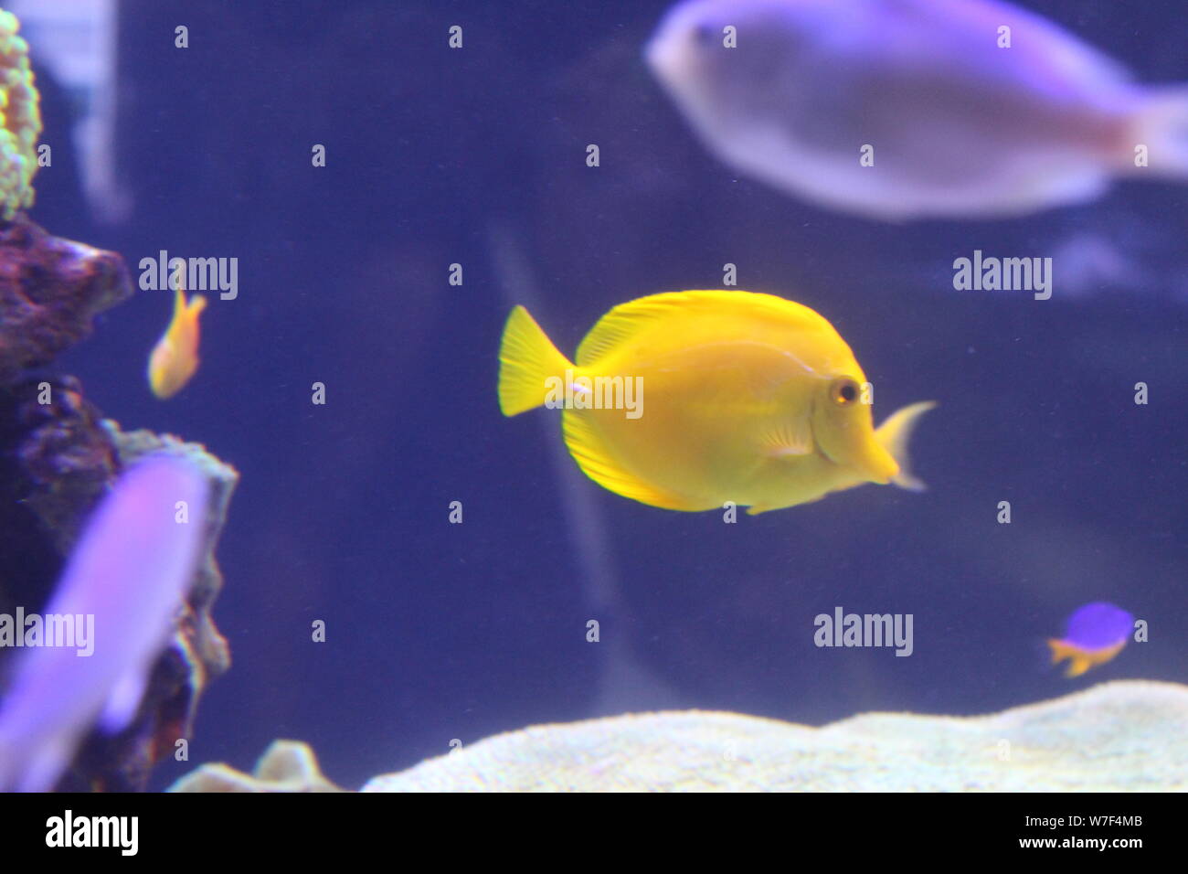 Fish in sea water. Beautiful Stock Photo - Alamy