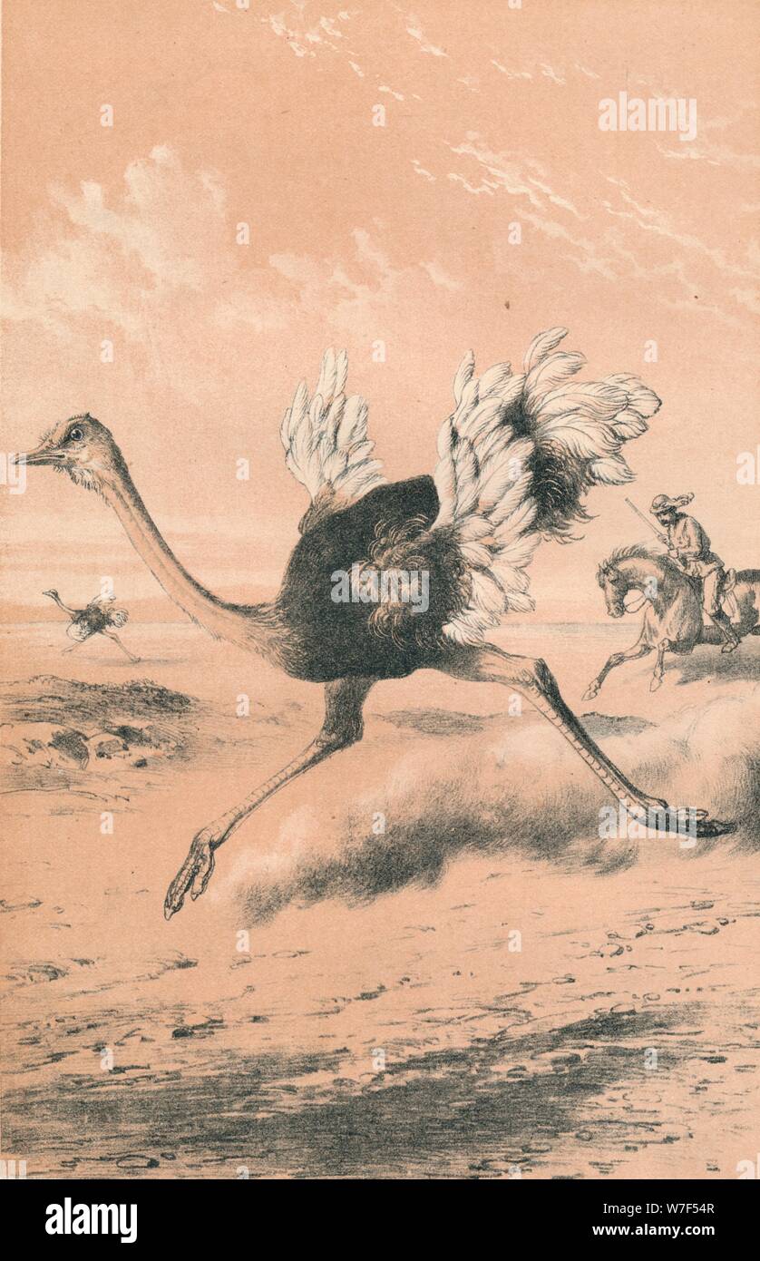 'Chasing the Ostrich', c1880. Artist: Unknown Stock Photo - Alamy