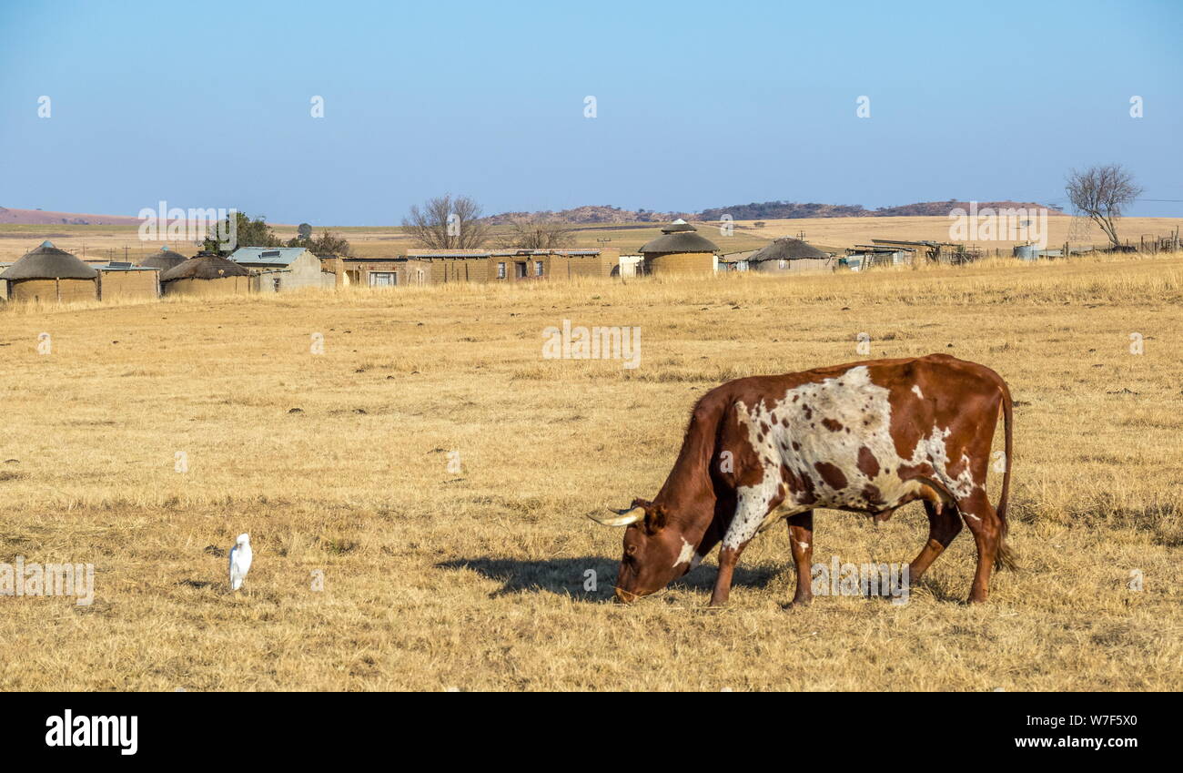 Traditional African lifestyle scene with a Nguni cow feeding and a ...