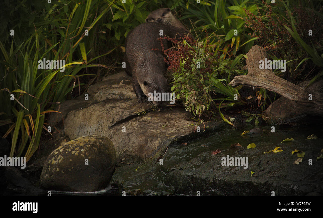 London WWT Wetland Centre animals Stock Photo - Alamy