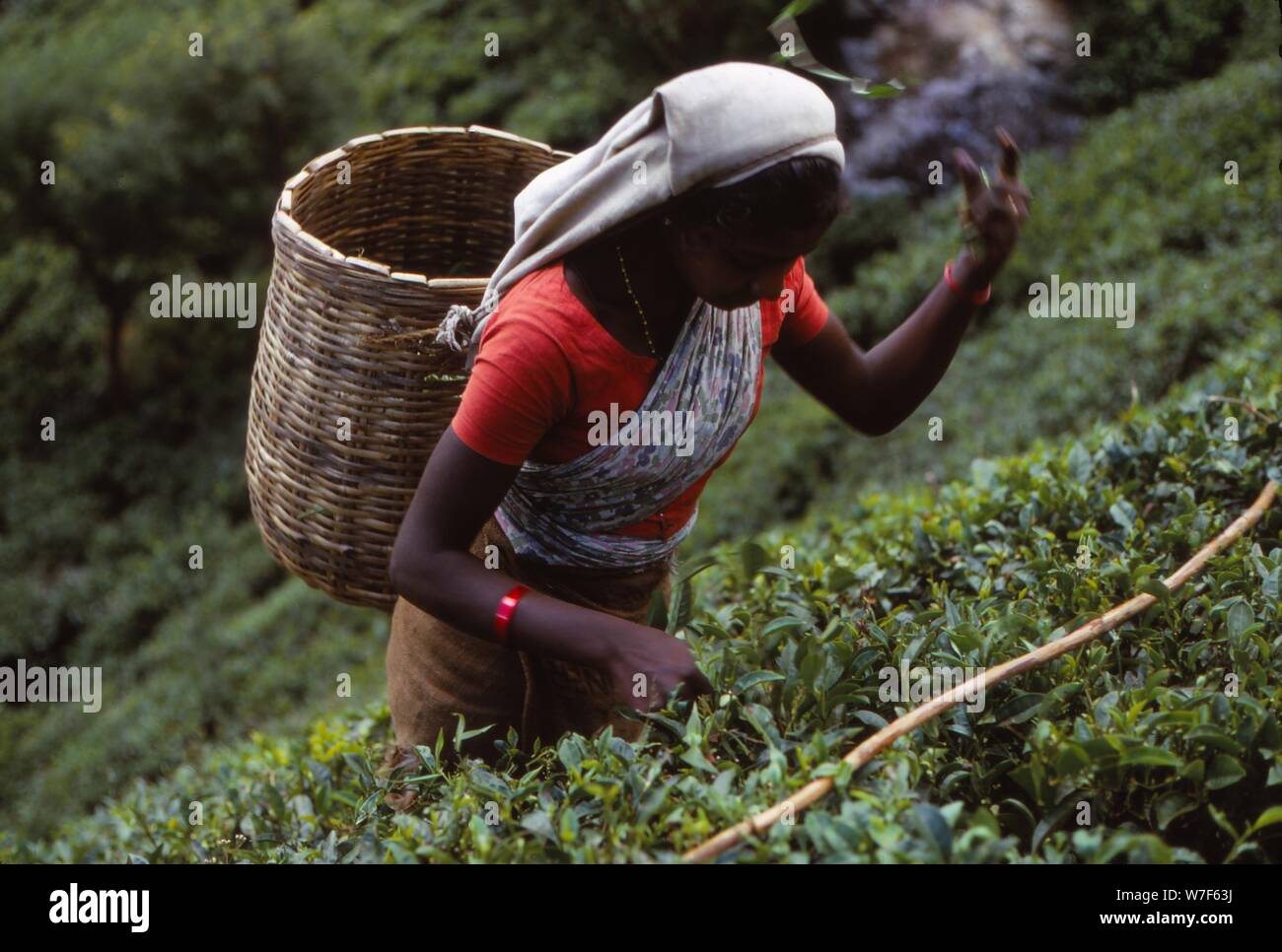 Tamil Tea-Picker, Near West Haputale, Sri Lanka, 20th century. Artist ...