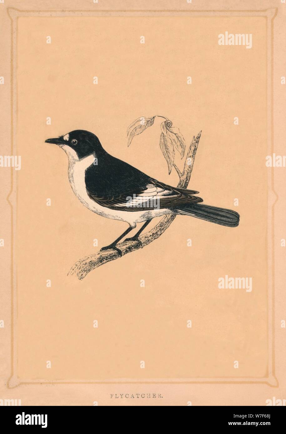'Flycatcher', (Muscicapidae), c1850, (1856). Artist: Unknown Stock ...