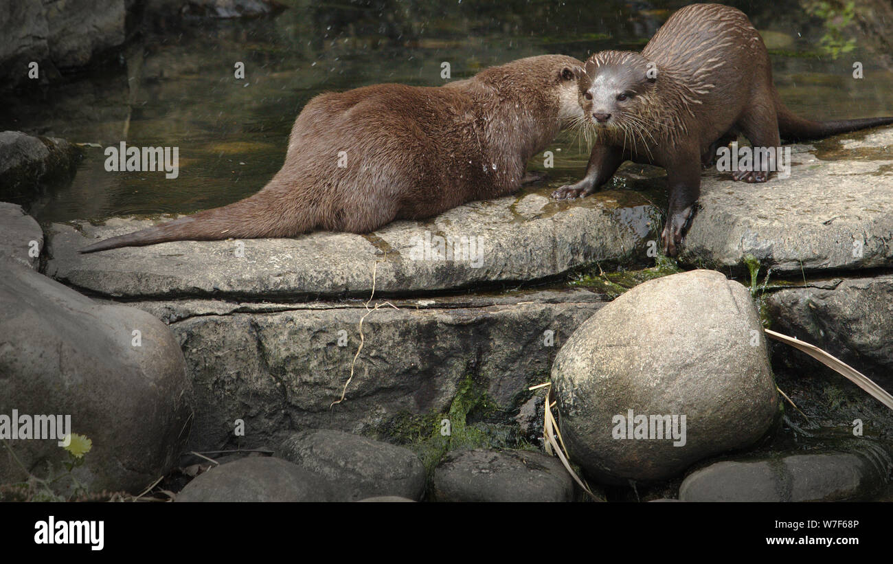 London WWT Wetland Centre animals Stock Photo - Alamy