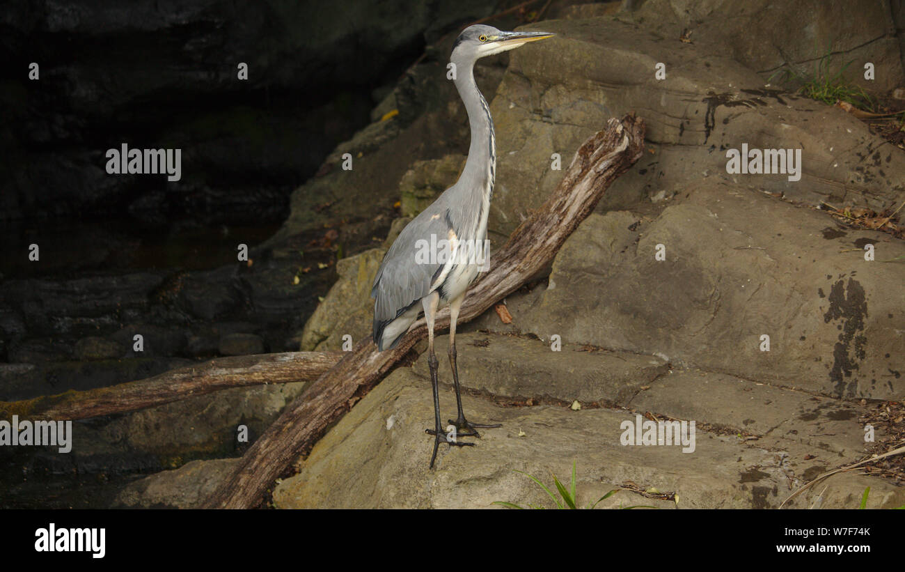 London WWT Wetland Centre animals Stock Photo - Alamy