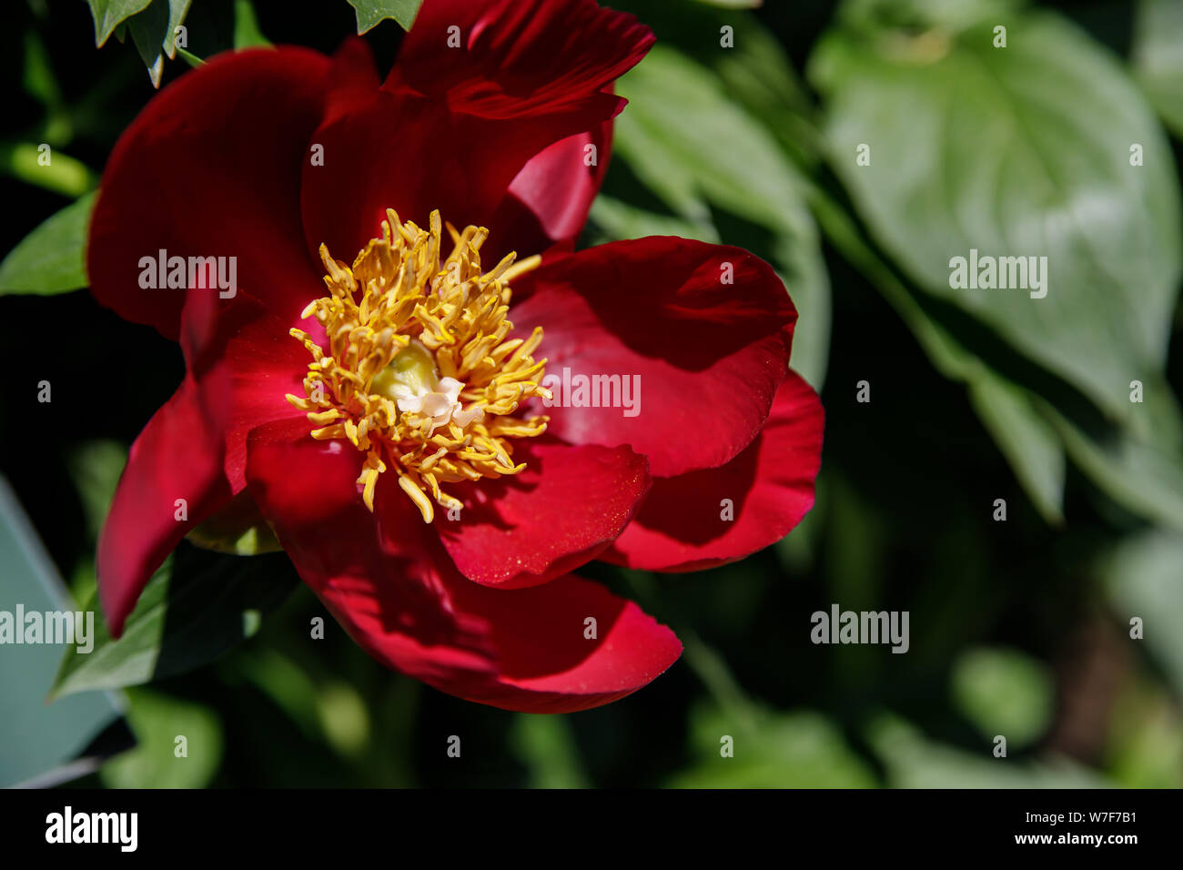 Red pions hi-res stock photography and images - Alamy