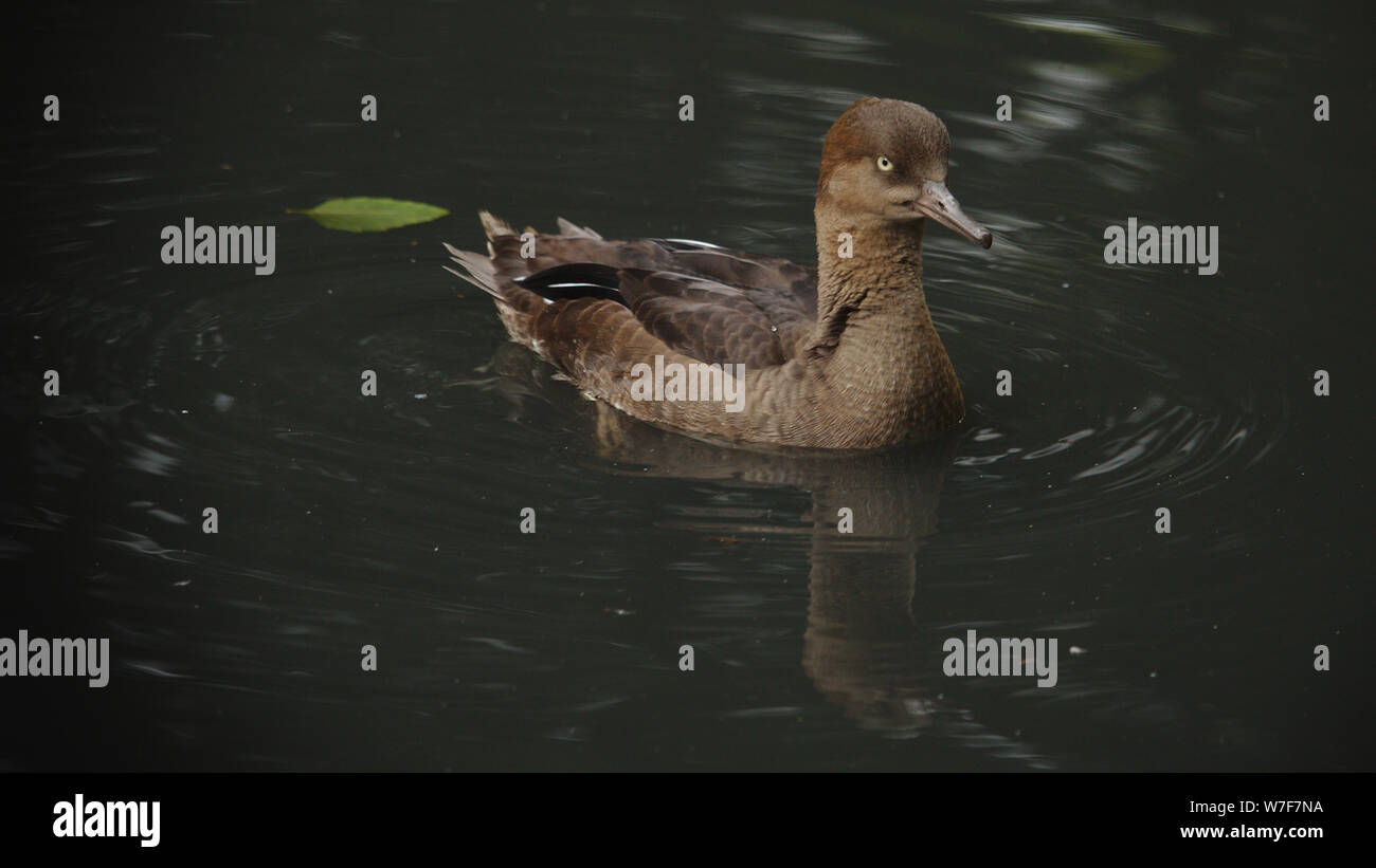 London WWT Wetland Centre animals Stock Photo - Alamy