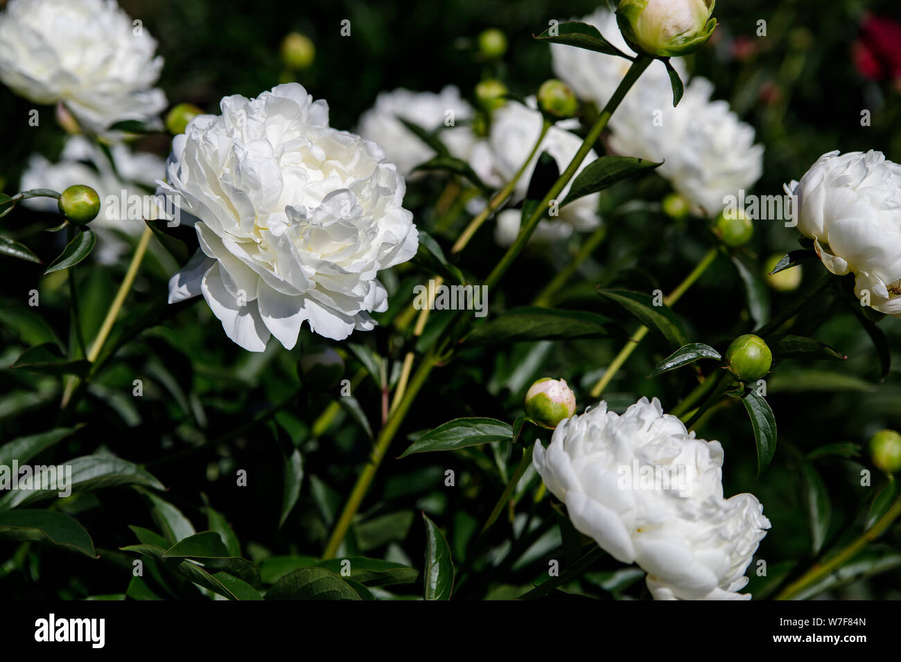 White peony flower on a blurred green background. Peony grade Snow ...