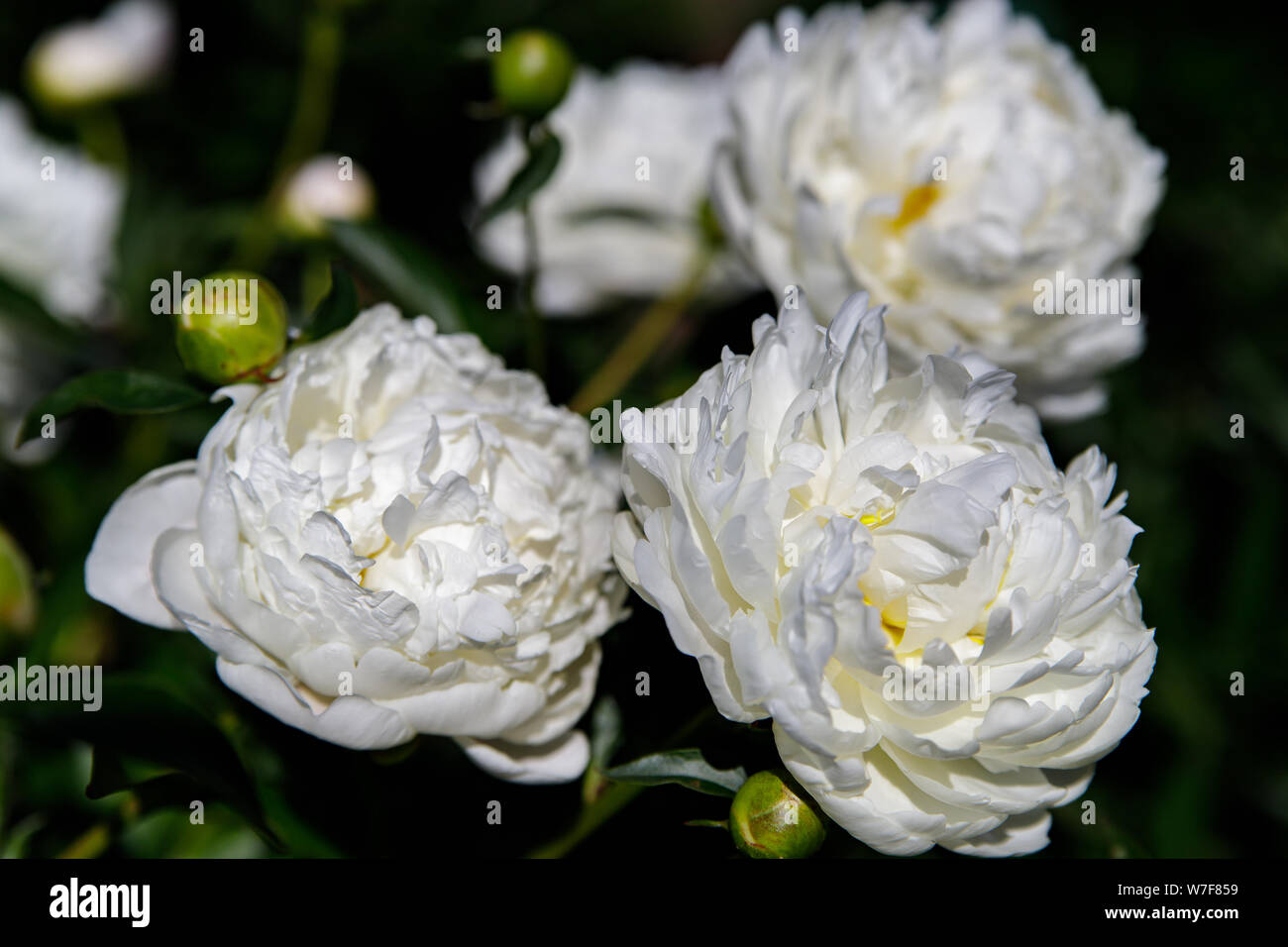 White peony flower on a blurred green background. Peony grade Snow ...