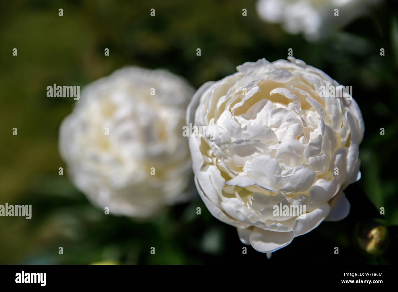 White peony flower on a blurred green background. Peony grade Snow ...