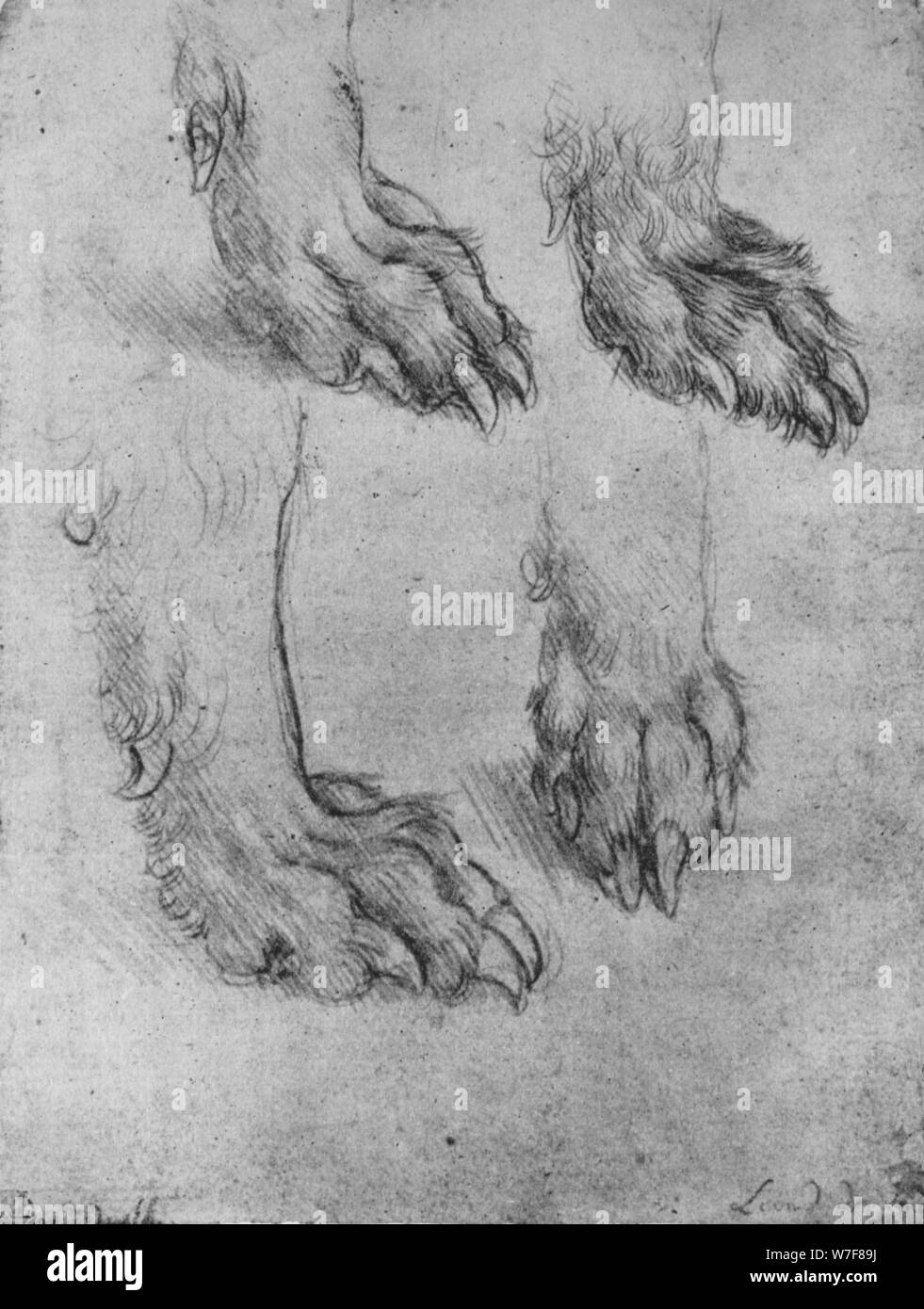 'Four Studies of the Paws of a Dog or Wolf', c1480 (1945). Artist ...