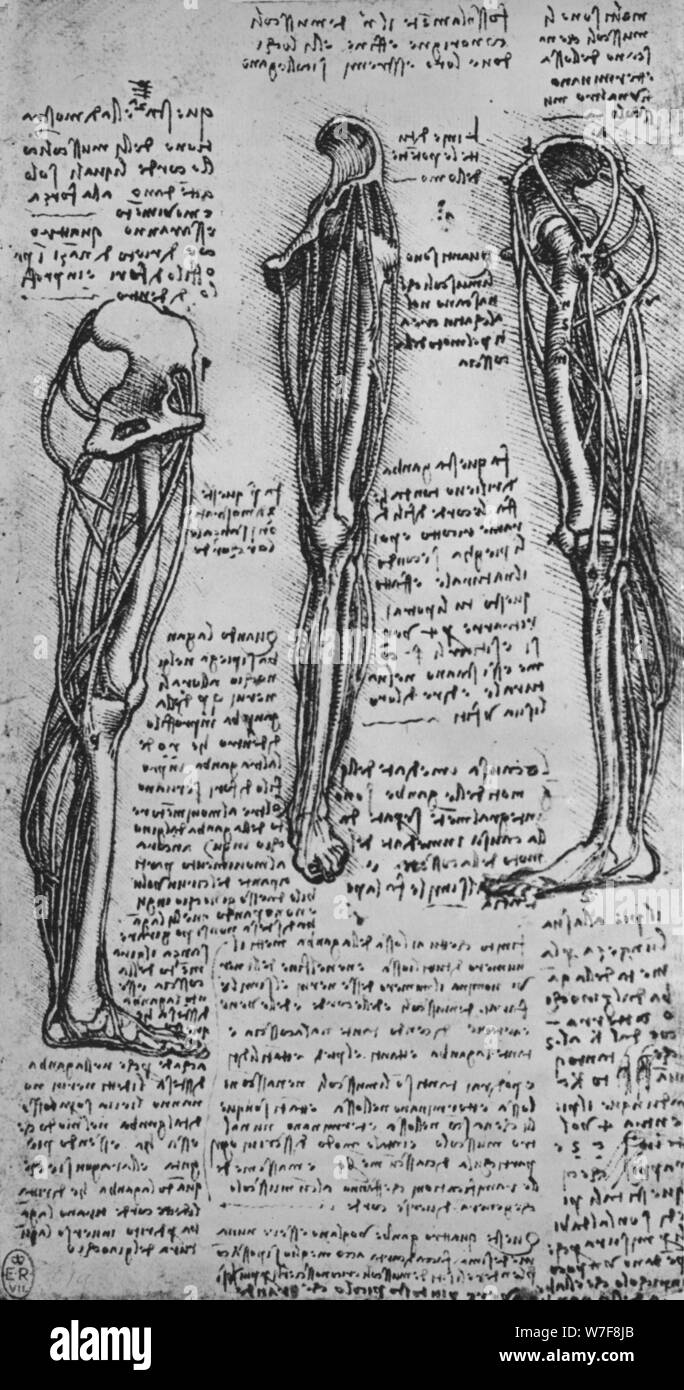 'Drawings of a Left Leg Showing Bones and Tendons', c1480 (1945 ...