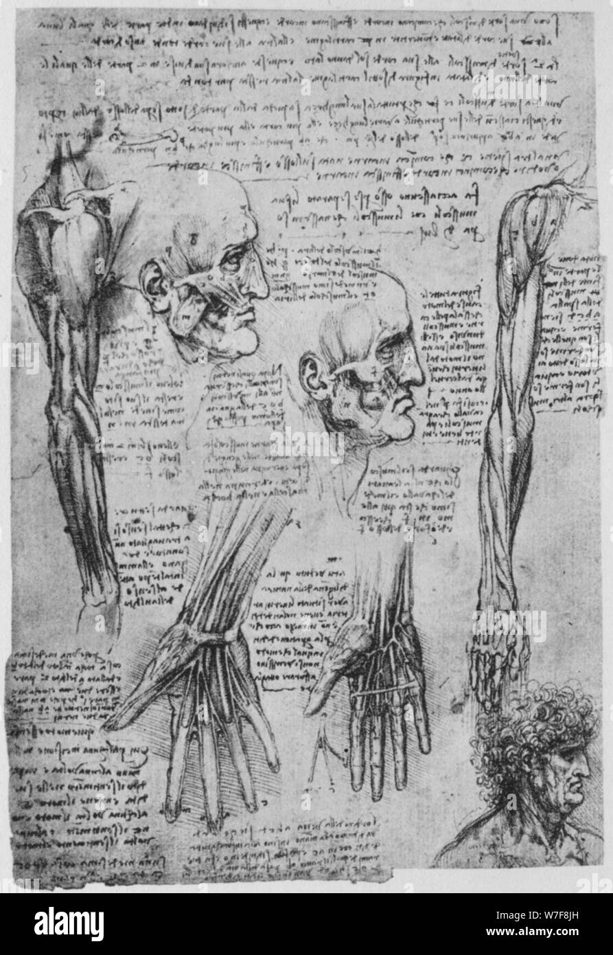 Da vinci hand anatomy hi-res stock photography and images - Alamy