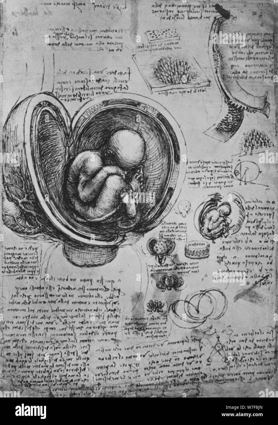 'Drawings of an Embryo in the Uterus', c1480 (1945). Artist: Leonardo ...
