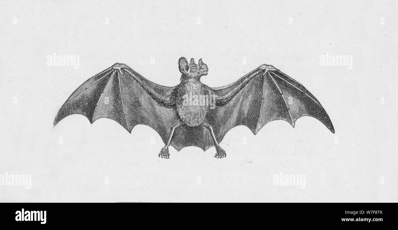 'Vampire Bat', c1885, (1890). Artist: Robert Taylor Pritchett Stock ...