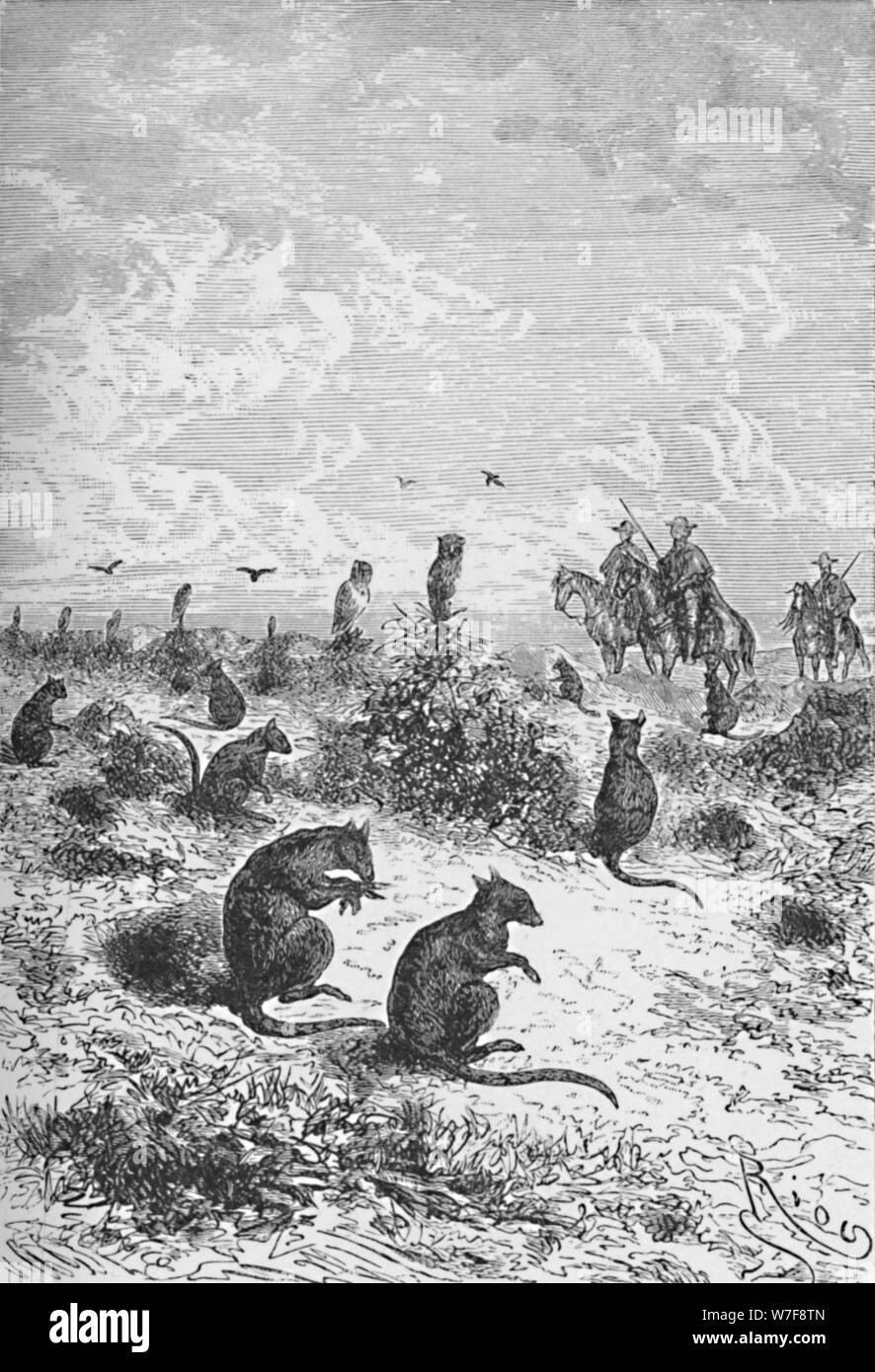 'Bizcachas', c1885, (1890). Artist: Robert Taylor Pritchett Stock Photo ...