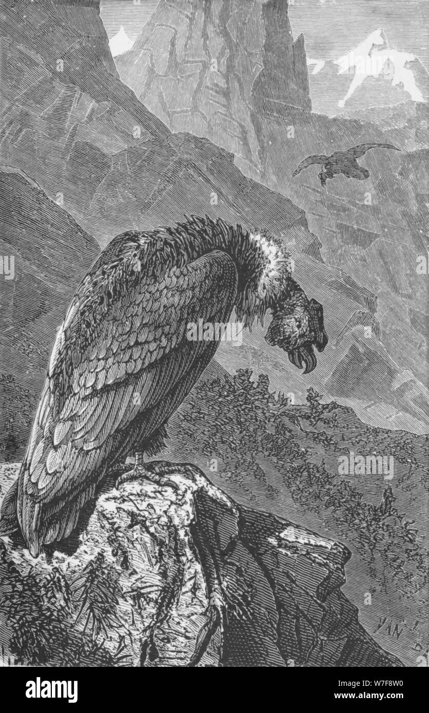'The Condor', c1885, (1890). Artist: Robert Taylor Pritchett Stock ...