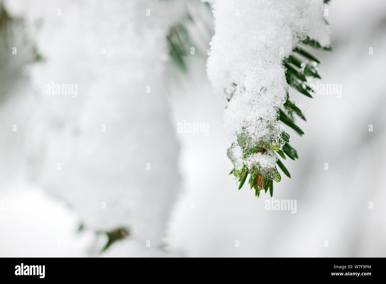 Christmas tree branches under the snow. frozen drop on pins. snowfall ...
