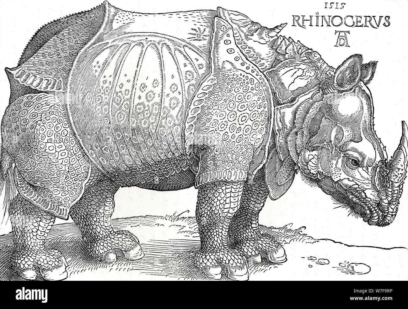 Durer rhinoceros hi-res stock photography and images - Alamy
