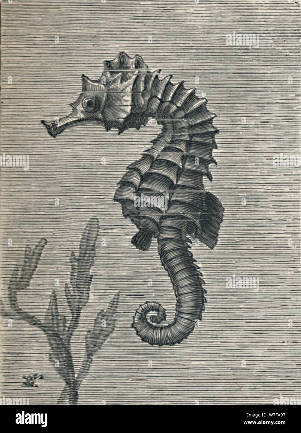 Sedately hi-res stock photography and images - Alamy