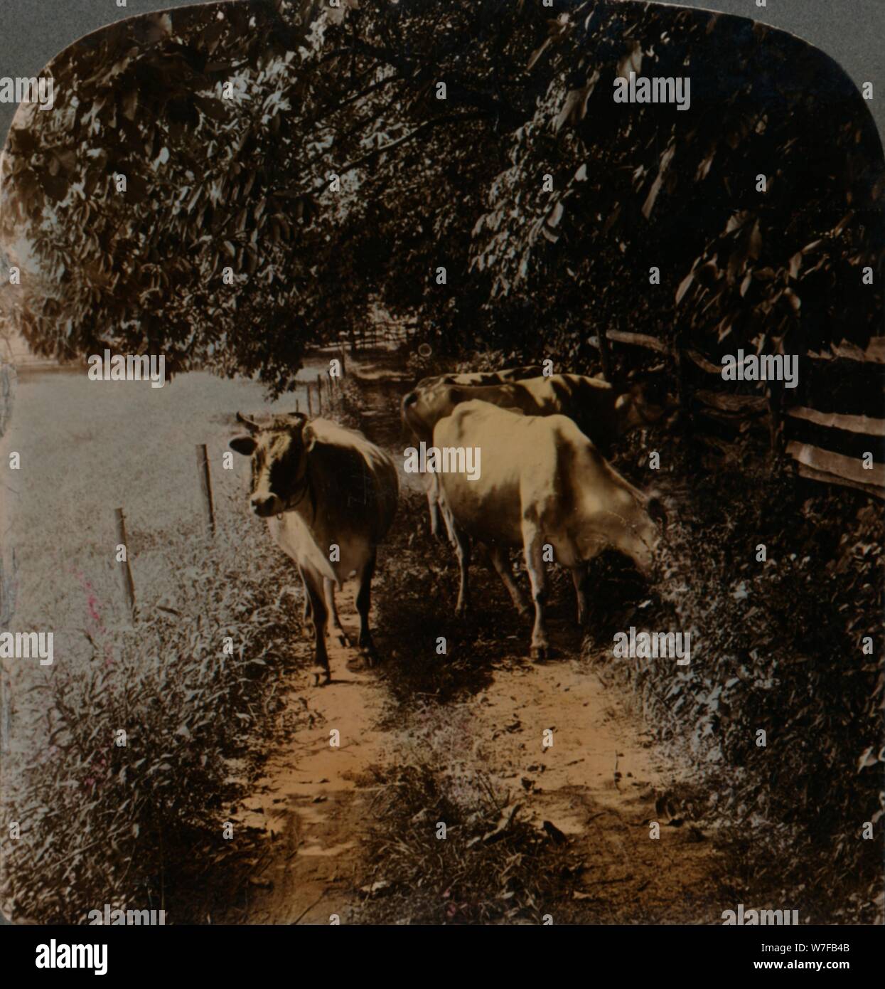 'Cows coming home up the lane at milking-time', c1900. Artists: Elmer ...
