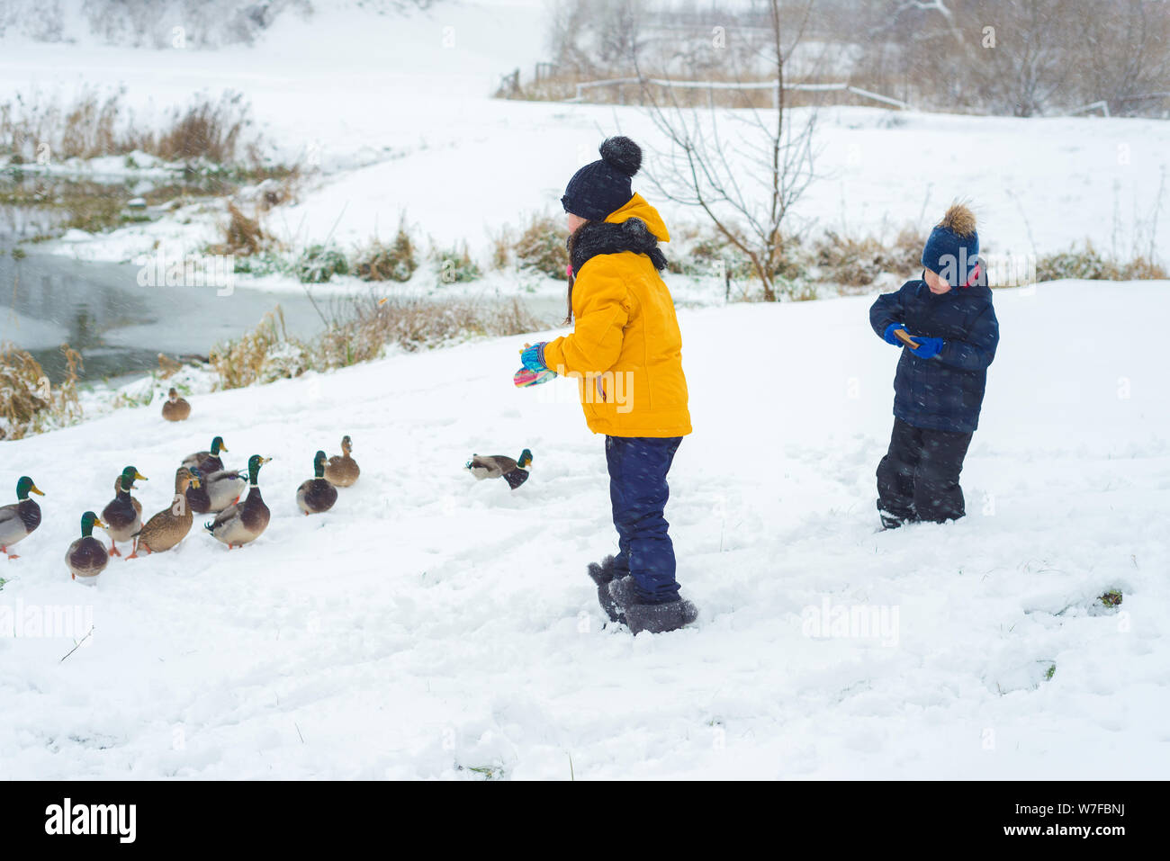 brother and sister feed hungry ducks with bread on a frozen lake ...