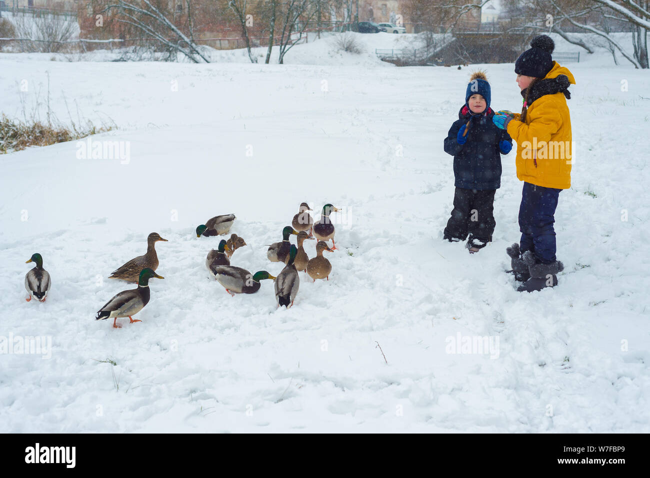 brother and sister feed the ducks with bread in the winter. little boy ...