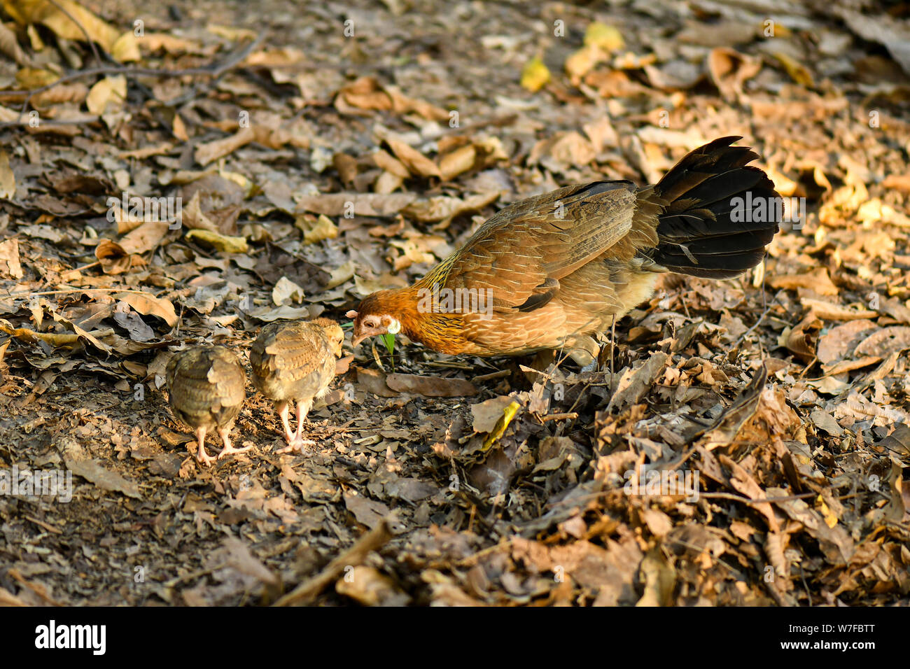 Mother hen and chicks hi-res stock photography and images - Alamy