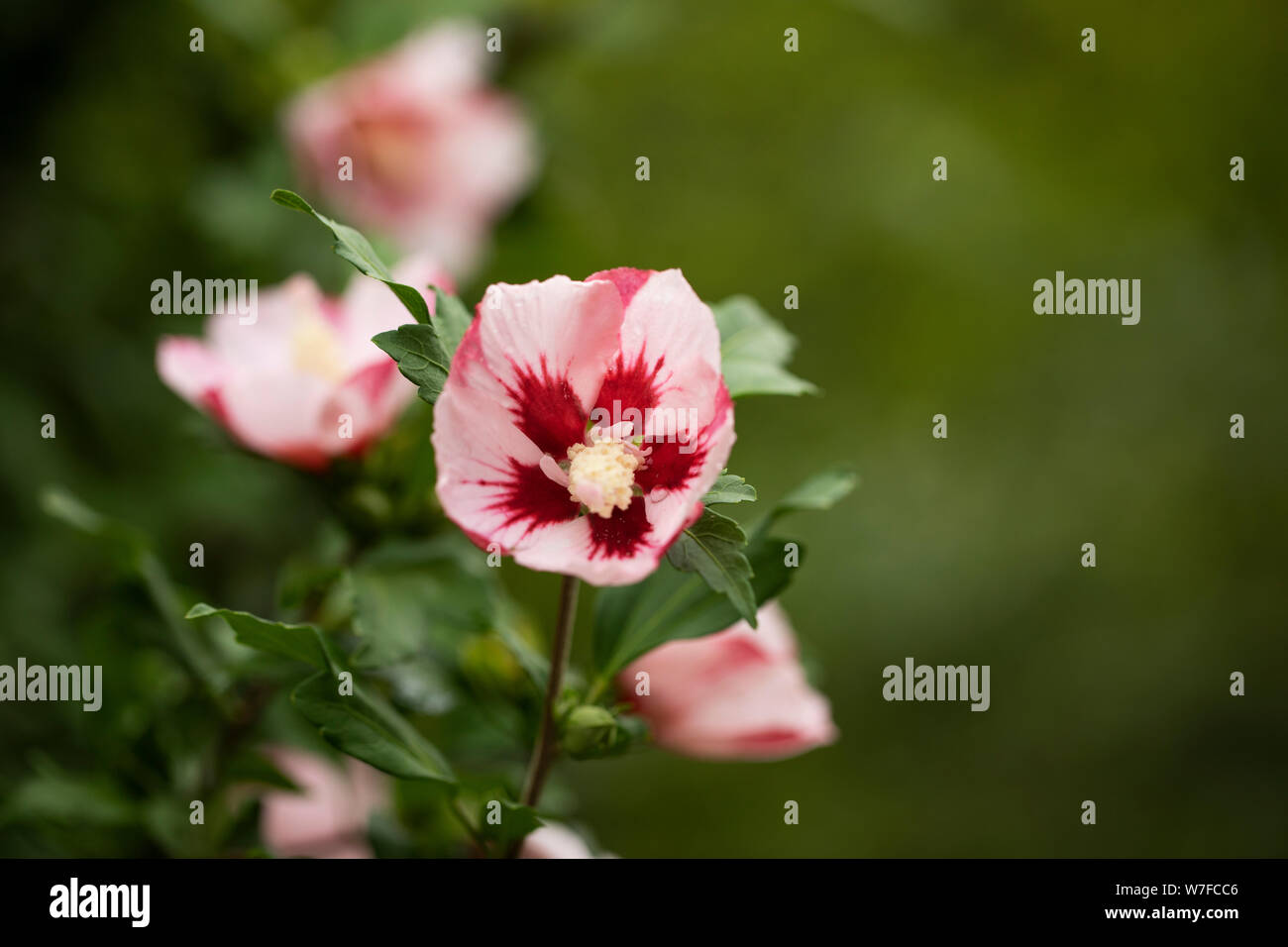 Hibiscus syriacus, known as Korean rose, rose of sharon, Syrian ketmia ...