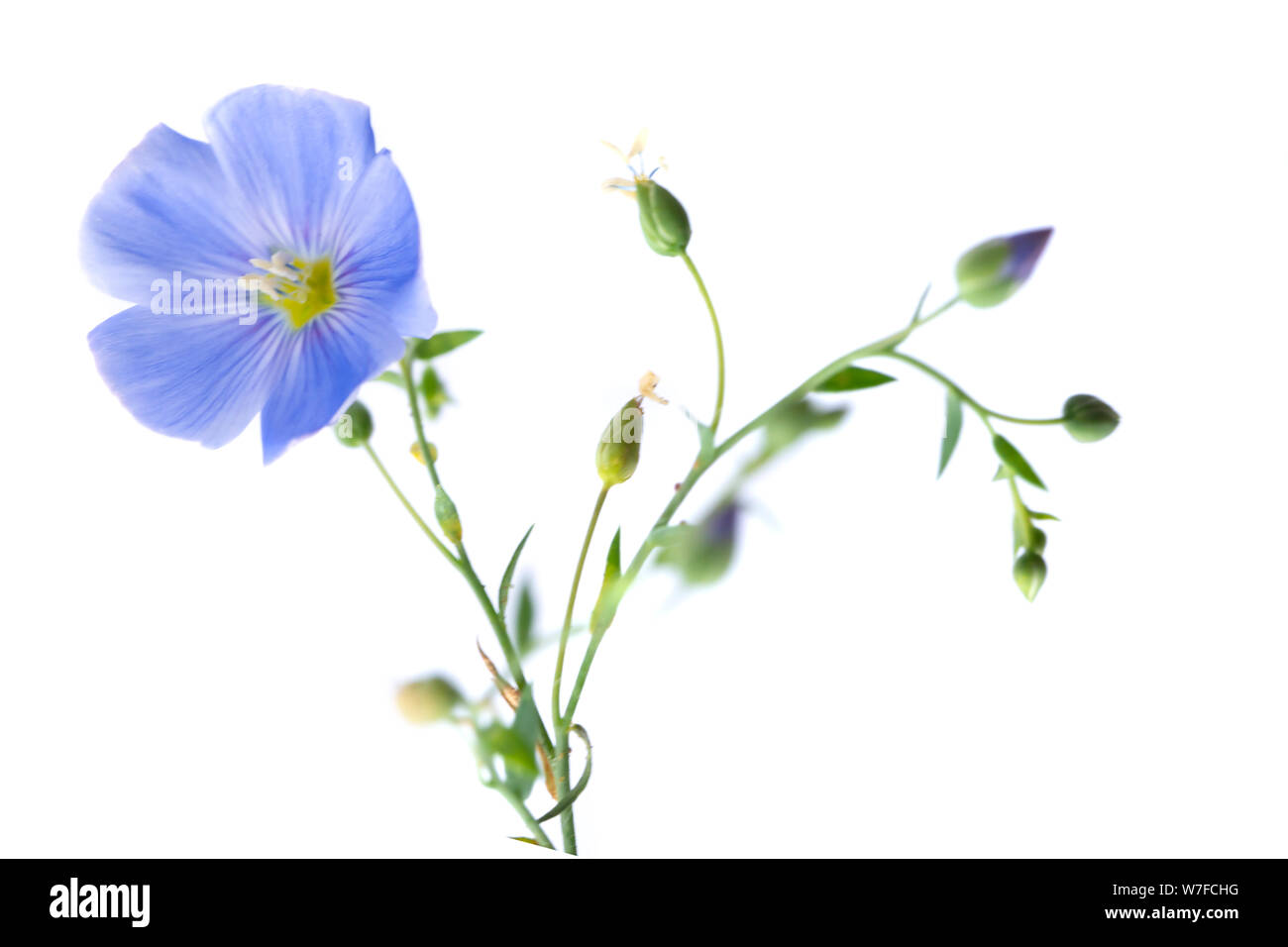flax flower isolated Stock Photo - Alamy
