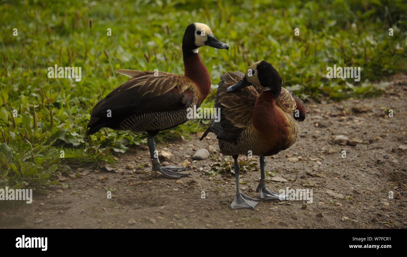 London WWT Wetland Centre animals Stock Photo - Alamy